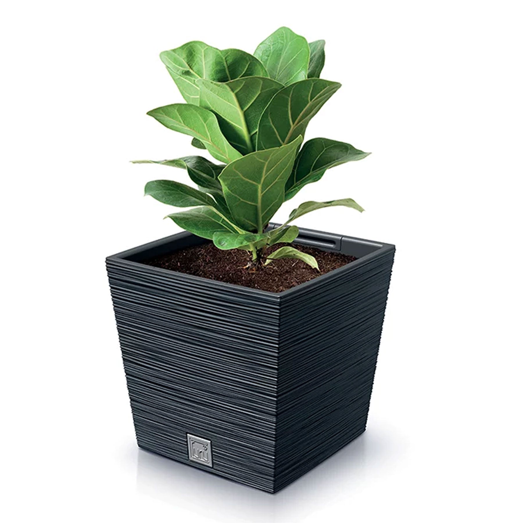 Planter Box | GreenLeif® – greenleif.sg